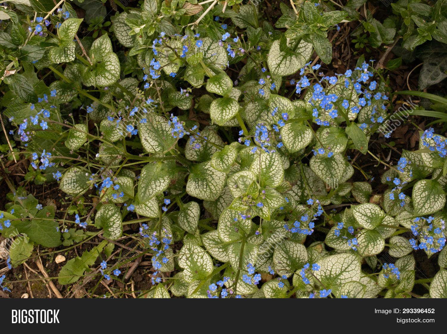 Dazzling Blue Flowers Image & Photo (Free Trial) | Bigstock