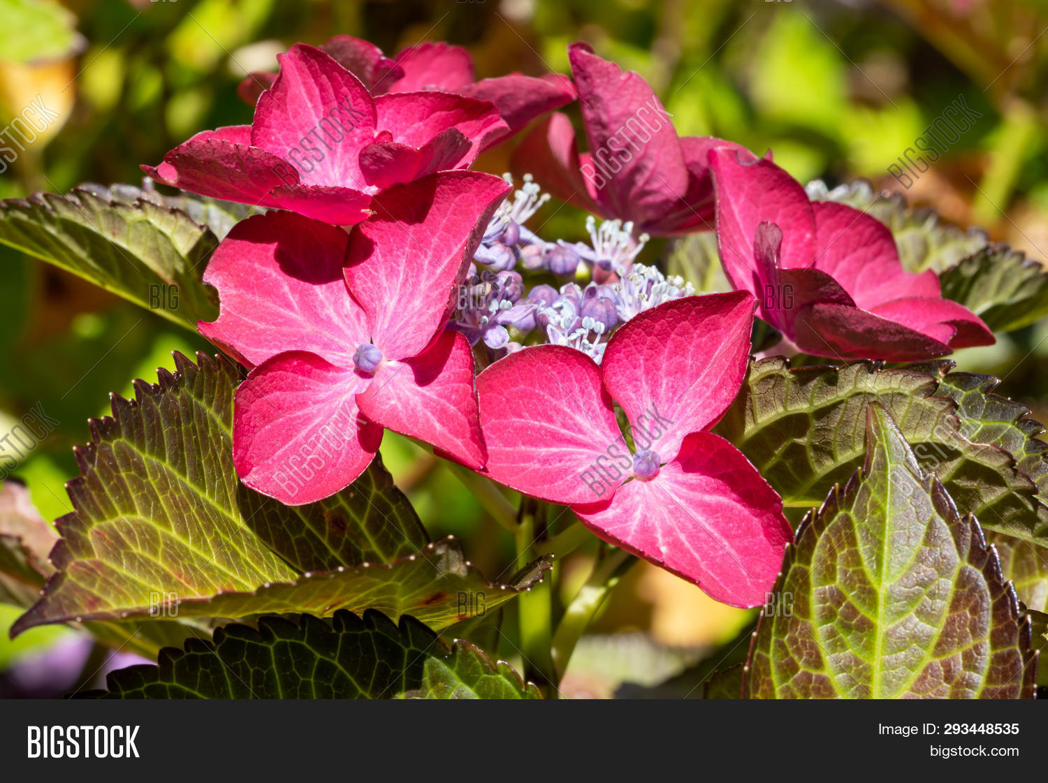 Penny Mac (hydrangea Image & Photo (Free Trial) | Bigstock