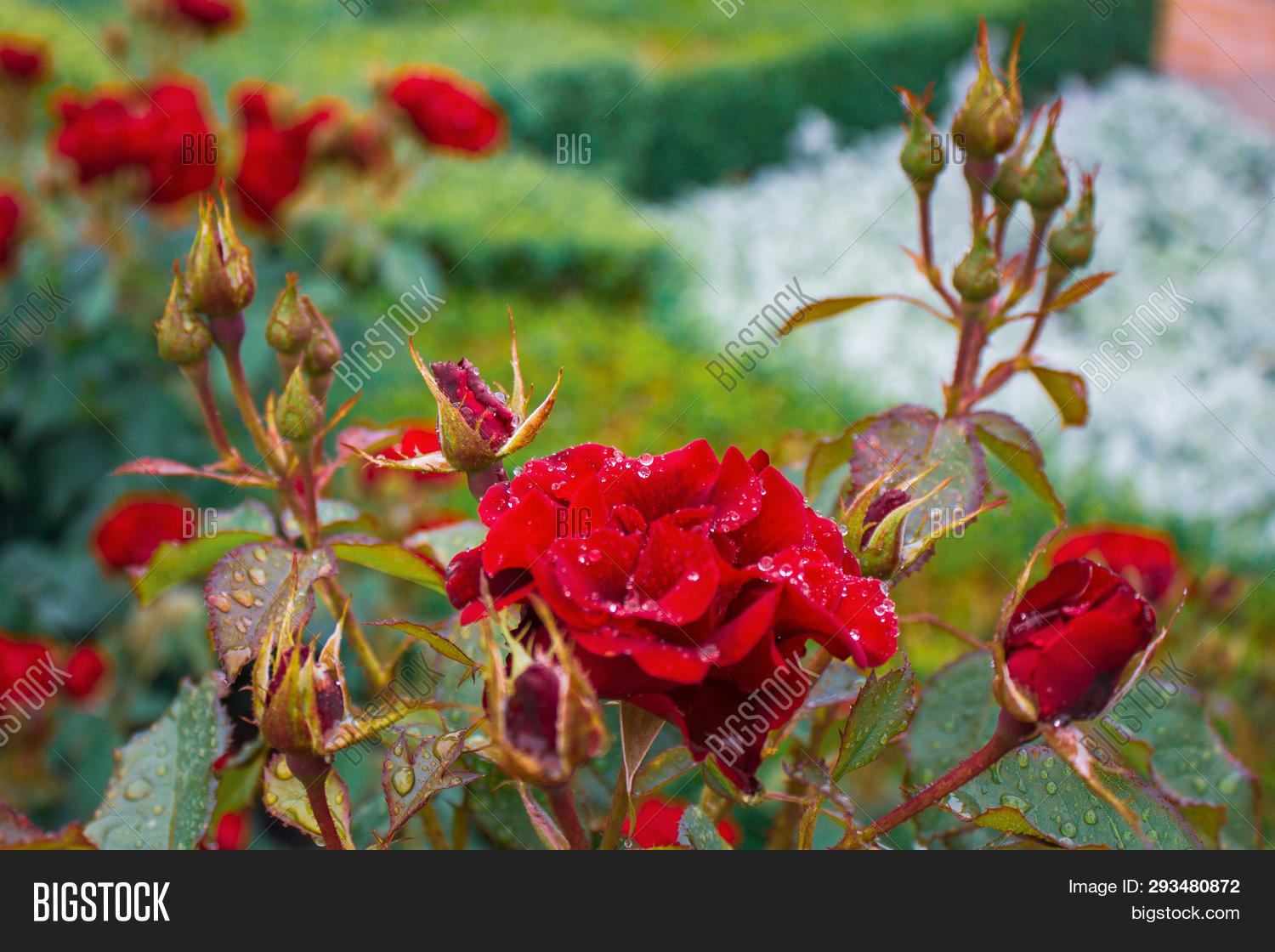 Red Rose On Branch Image & Photo (Free Trial) | Bigstock