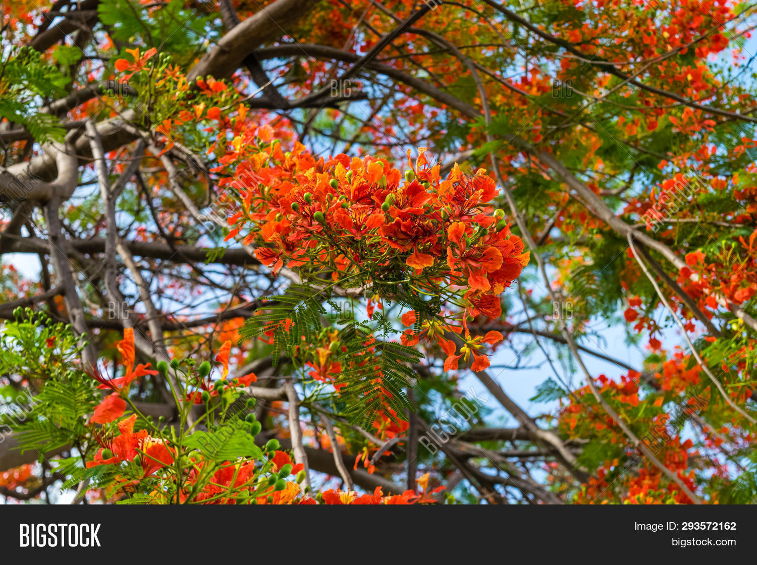 Royal Poinciana Tree Image & Photo (Free Trial) | Bigstock
