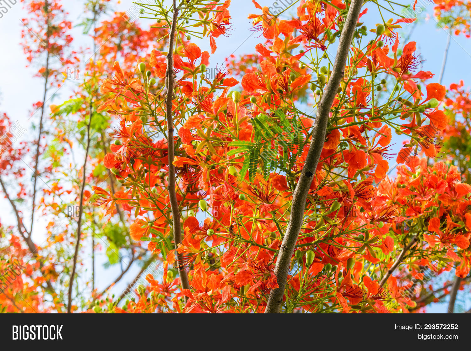 Royal Poinciana Tree Image & Photo (Free Trial) | Bigstock