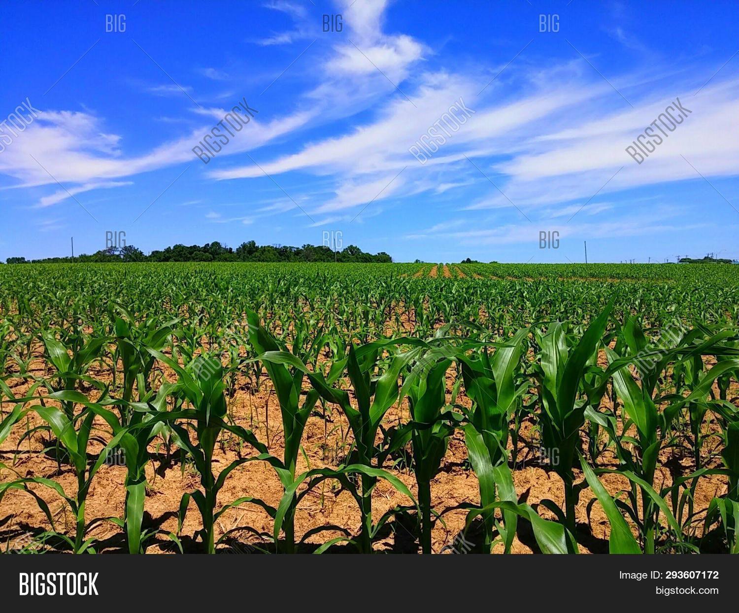 Rows Corn Growing Image & Photo (Free Trial) | Bigstock