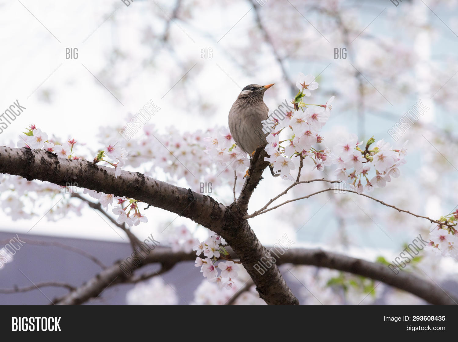 Starling Bird Alone Image & Photo (Free Trial) | Bigstock
