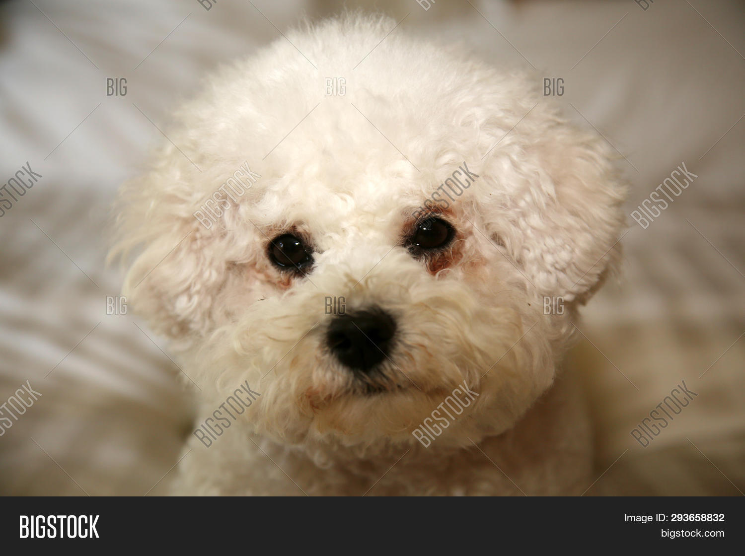 Bichon Frise Dog. Image & Photo (Free Trial) | Bigstock