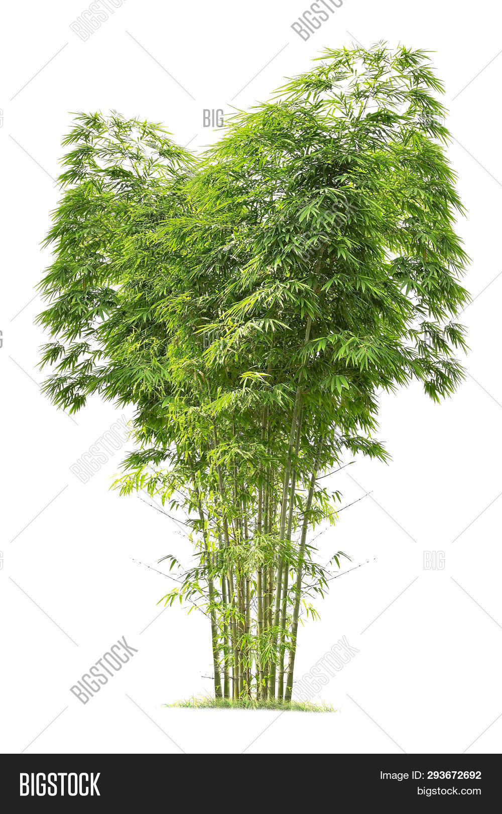 Isolated Big Bamboo Image & Photo (Free Trial) | Bigstock