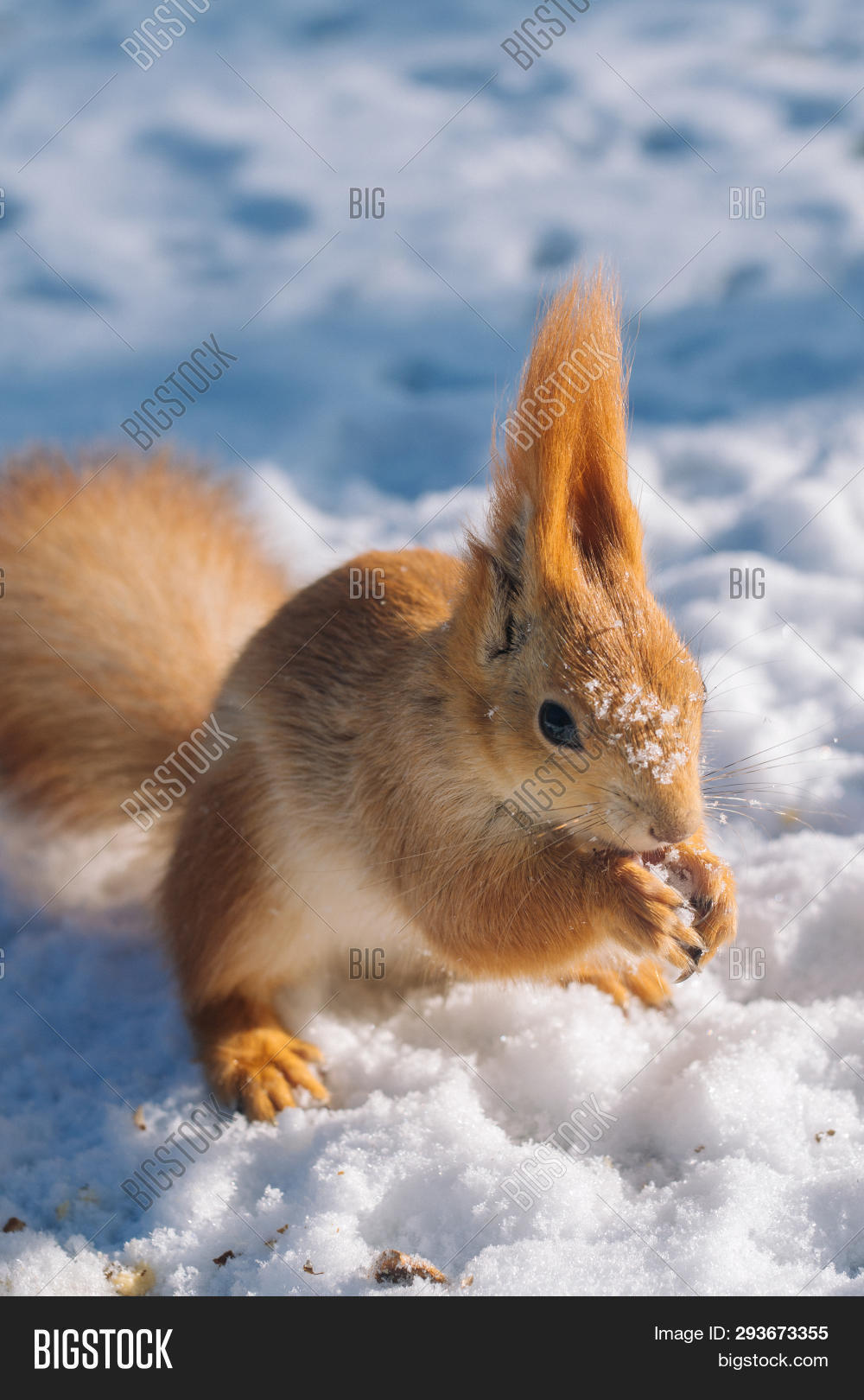 Cute Squirrel Snow