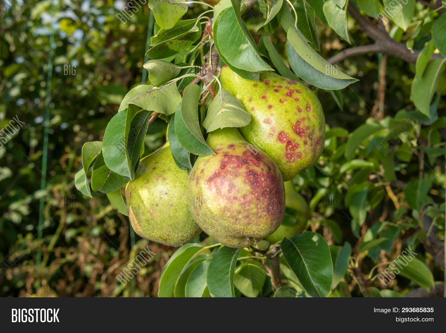 Pear Tree Disease On Image & Photo (Free Trial) | Bigstock