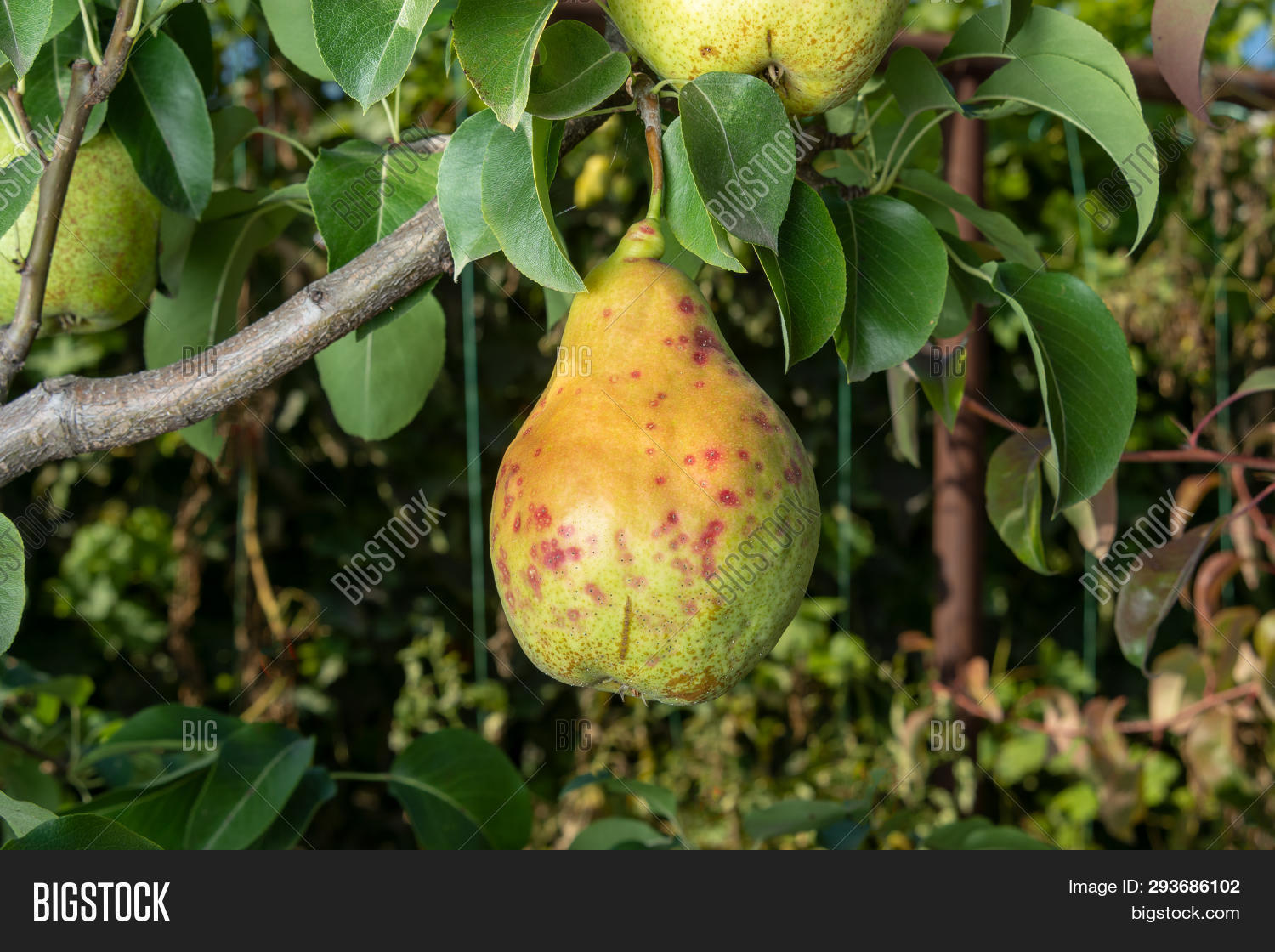 Pear Tree Disease On Image & Photo (Free Trial) | Bigstock