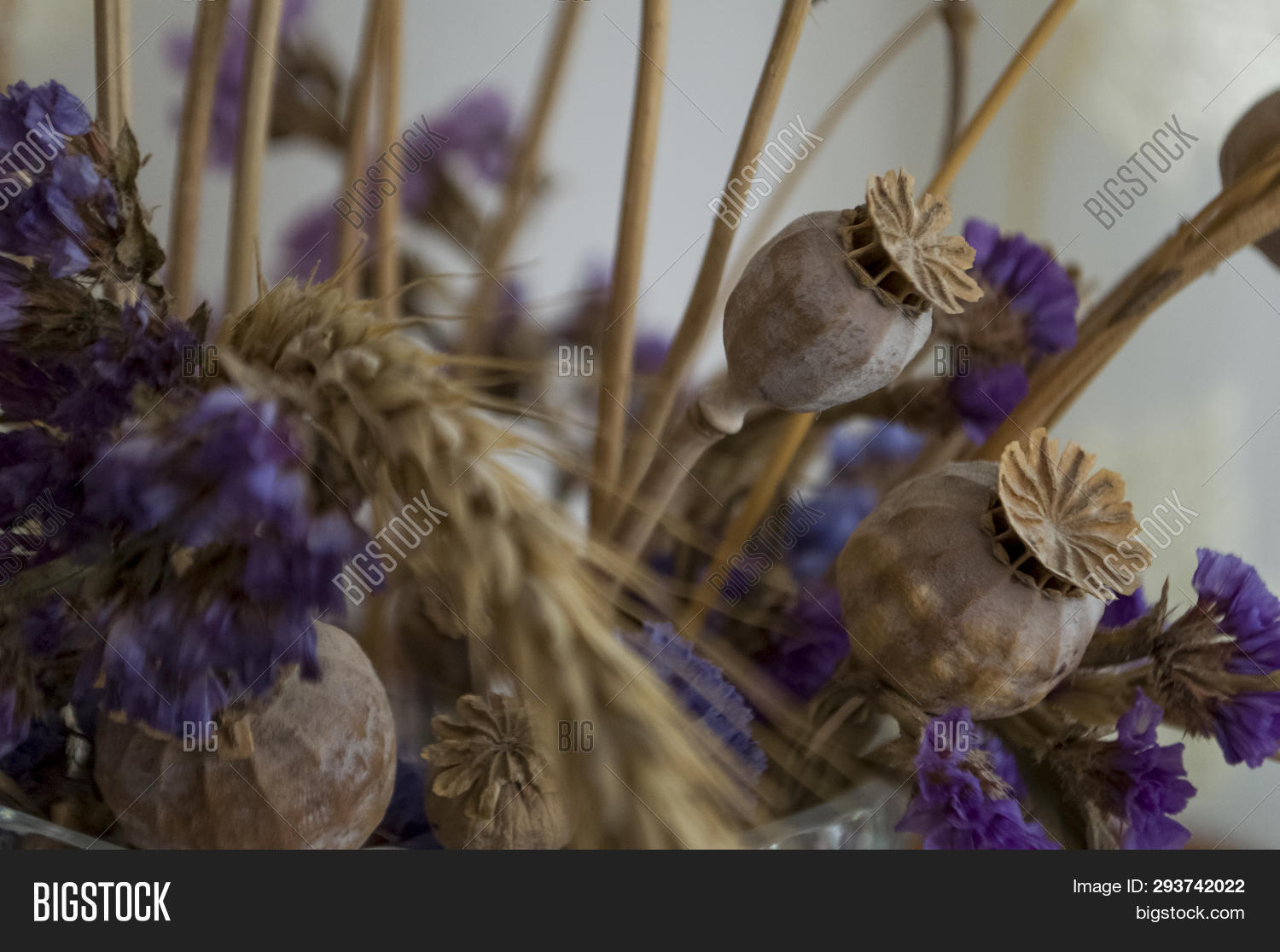 Poppy Boxes, Dry Image & Photo (Free Trial) | Bigstock