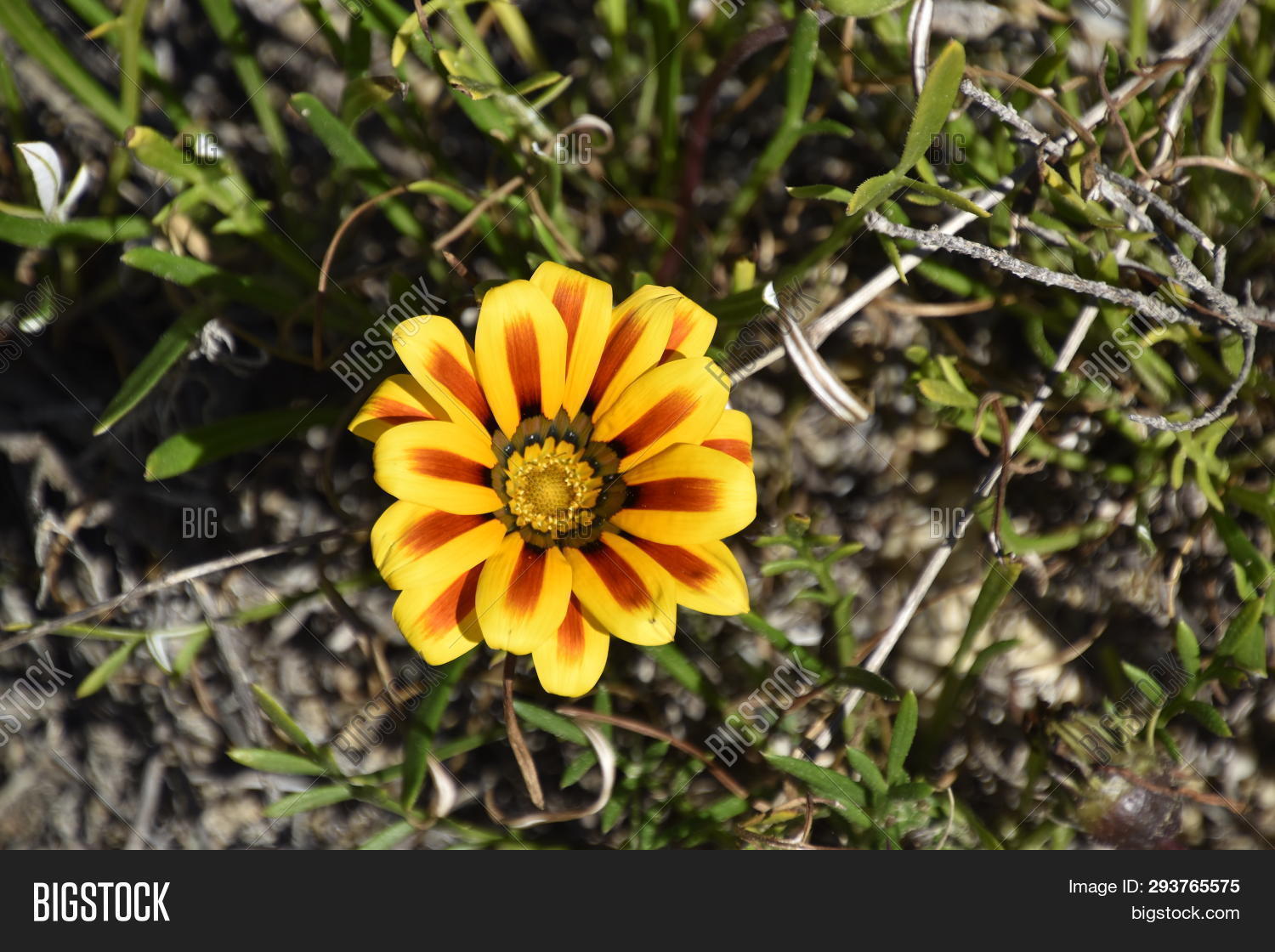 Flowers On Algarve Image & Photo (Free Trial) | Bigstock