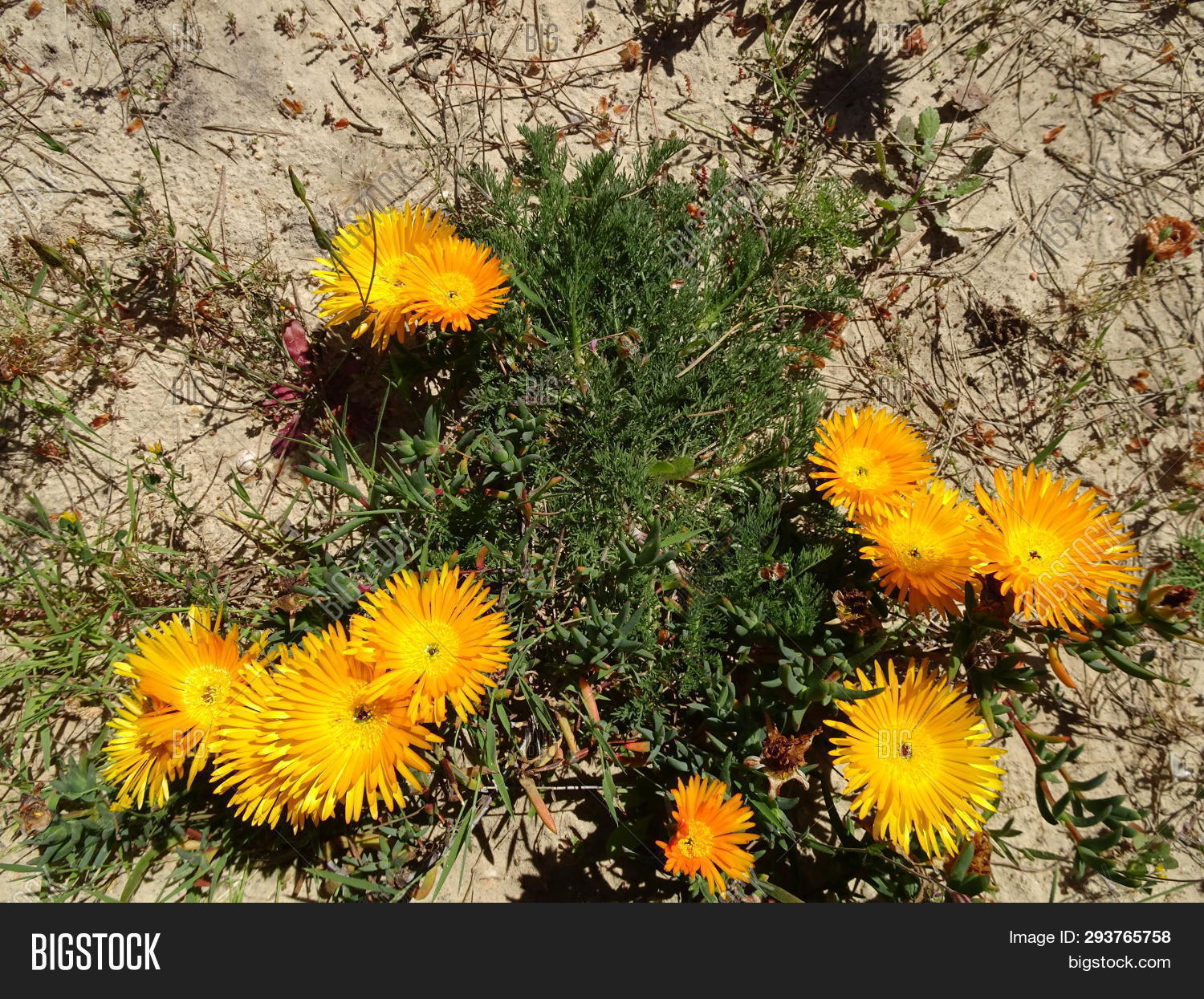Flowers On Algarve Image & Photo (Free Trial) | Bigstock