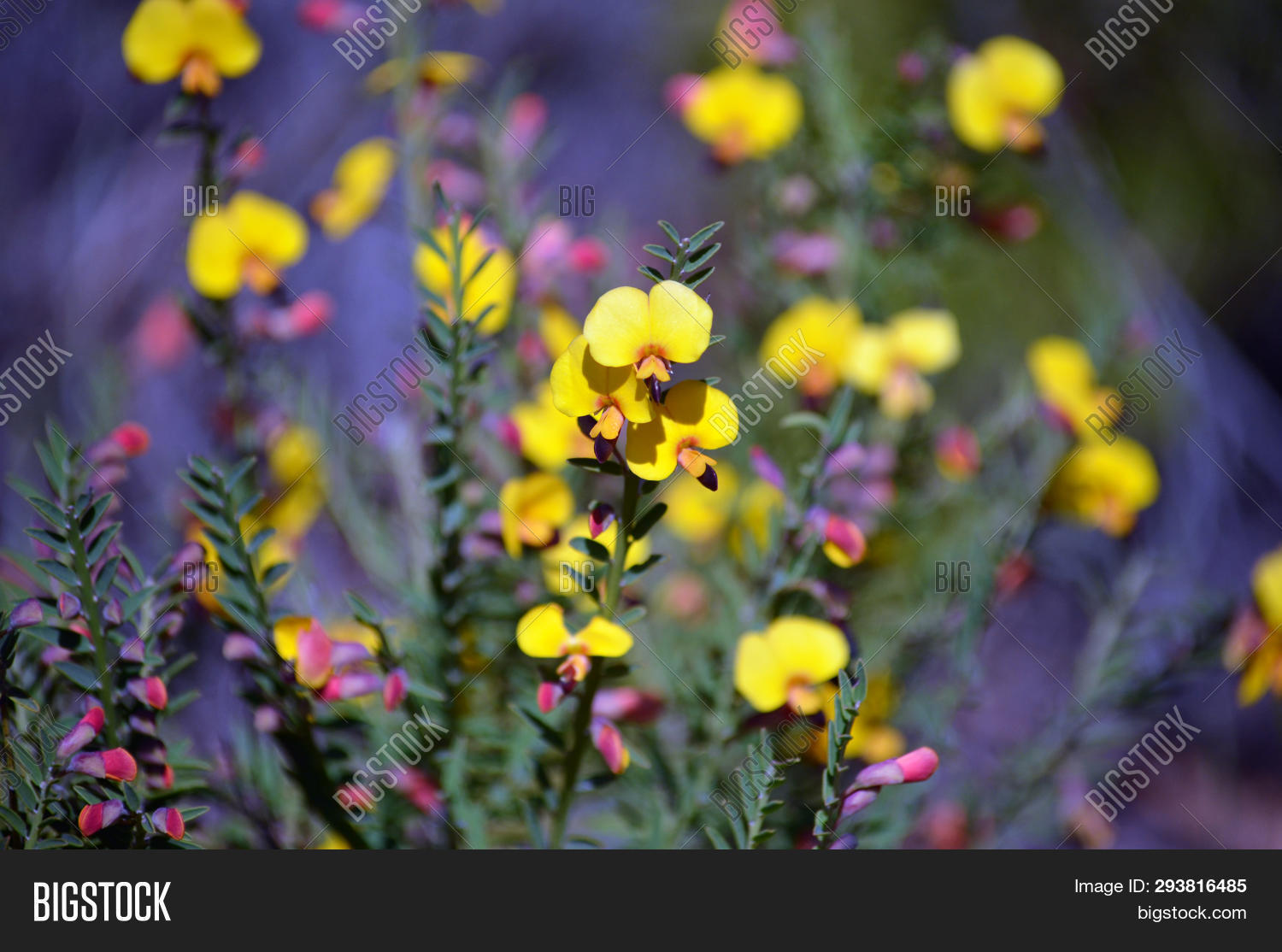 Yellow Red Flowers Image & Photo (Free Trial) | Bigstock
