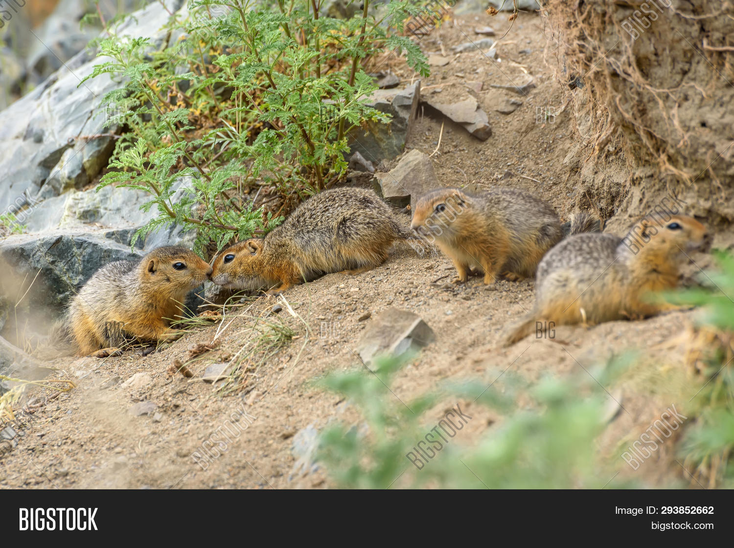 Two Cute Gophers Rub Image & Photo (Free Trial) | Bigstock