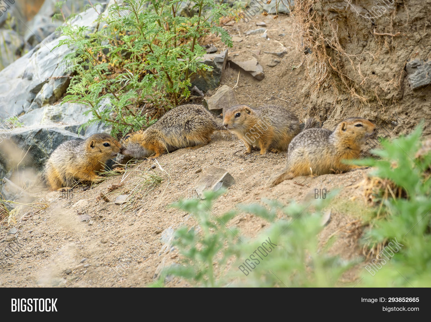 What Is A Gopher In English at Rose Holeman blog