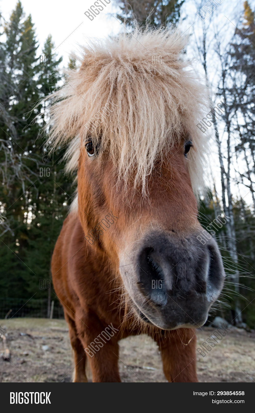 Cute Little Shetland Image & Photo (Free Trial) | Bigstock