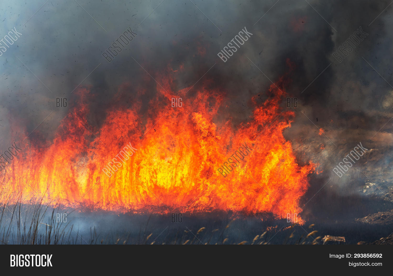 Raging Forest Spring Image & Photo (Free Trial) | Bigstock