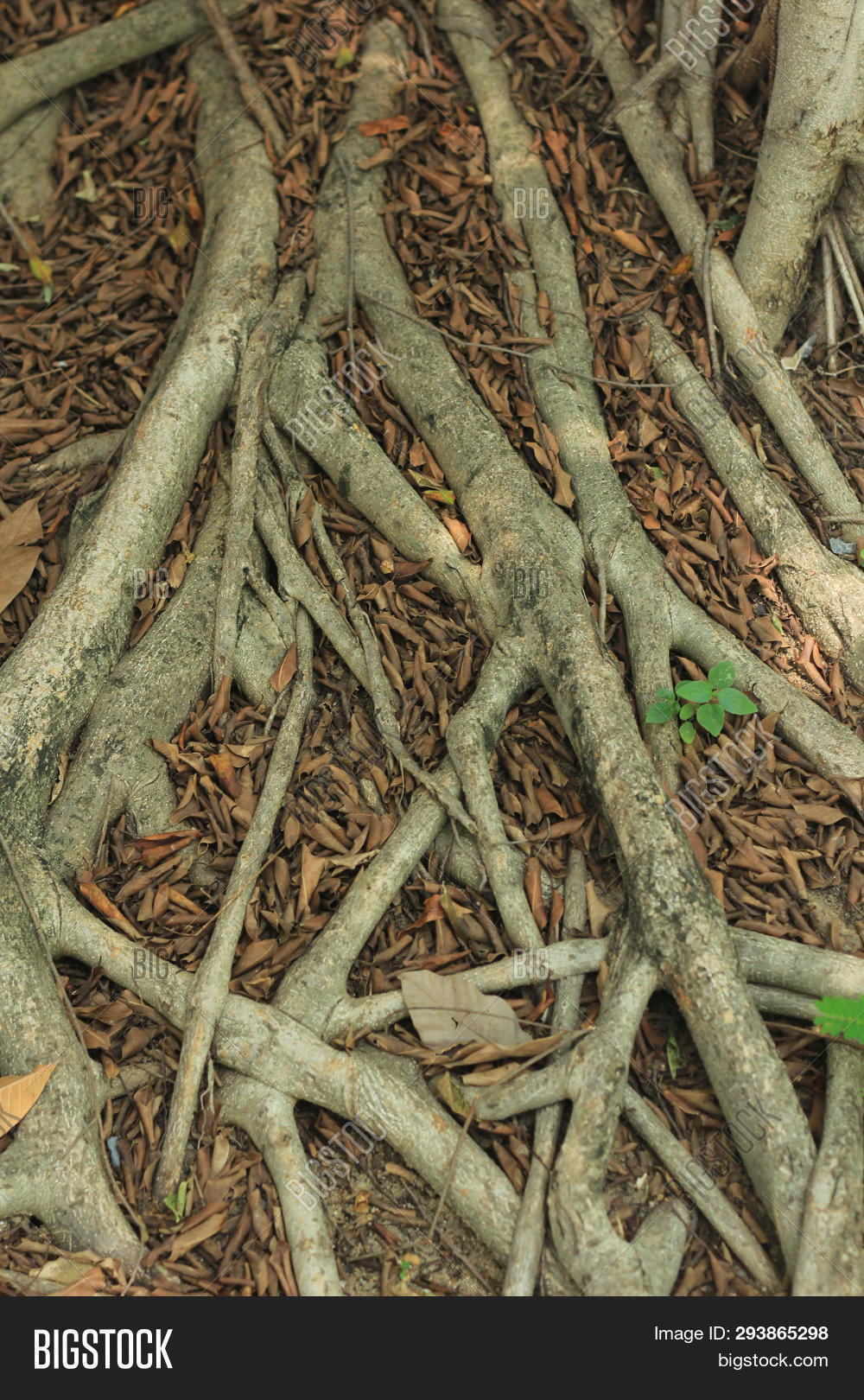 Tree Roots Green Grass Image & Photo (Free Trial) | Bigstock