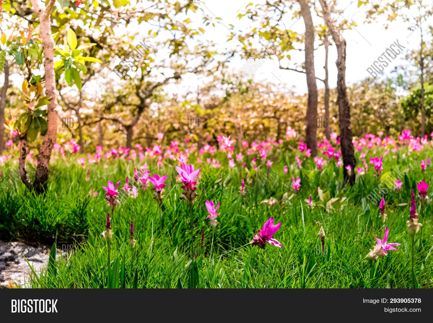 Pink Flowers.siam Image & Photo (Free Trial) | Bigstock