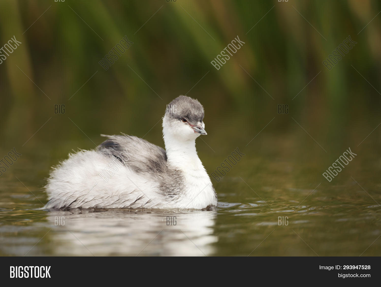 Close Silvery Grebe ( Image & Photo (Free Trial) | Bigstock