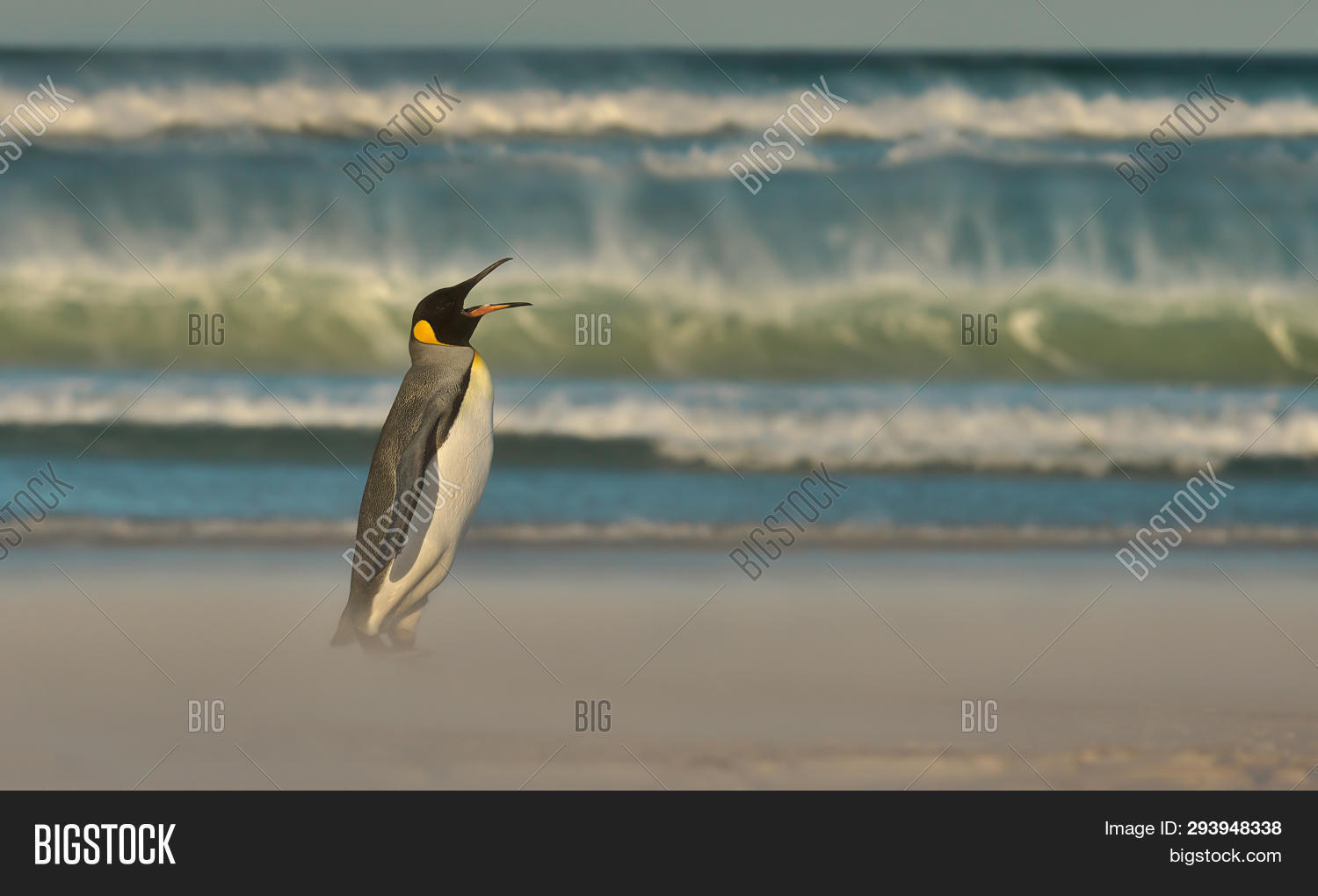 King Penguin Returning Image & Photo (Free Trial) | Bigstock