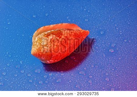 Conus Textile Seashell Image & Photo (Free Trial) | Bigstock