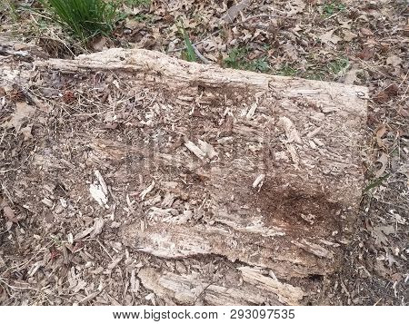Imagen y foto Brown Rotting (prueba gratis) | Bigstock