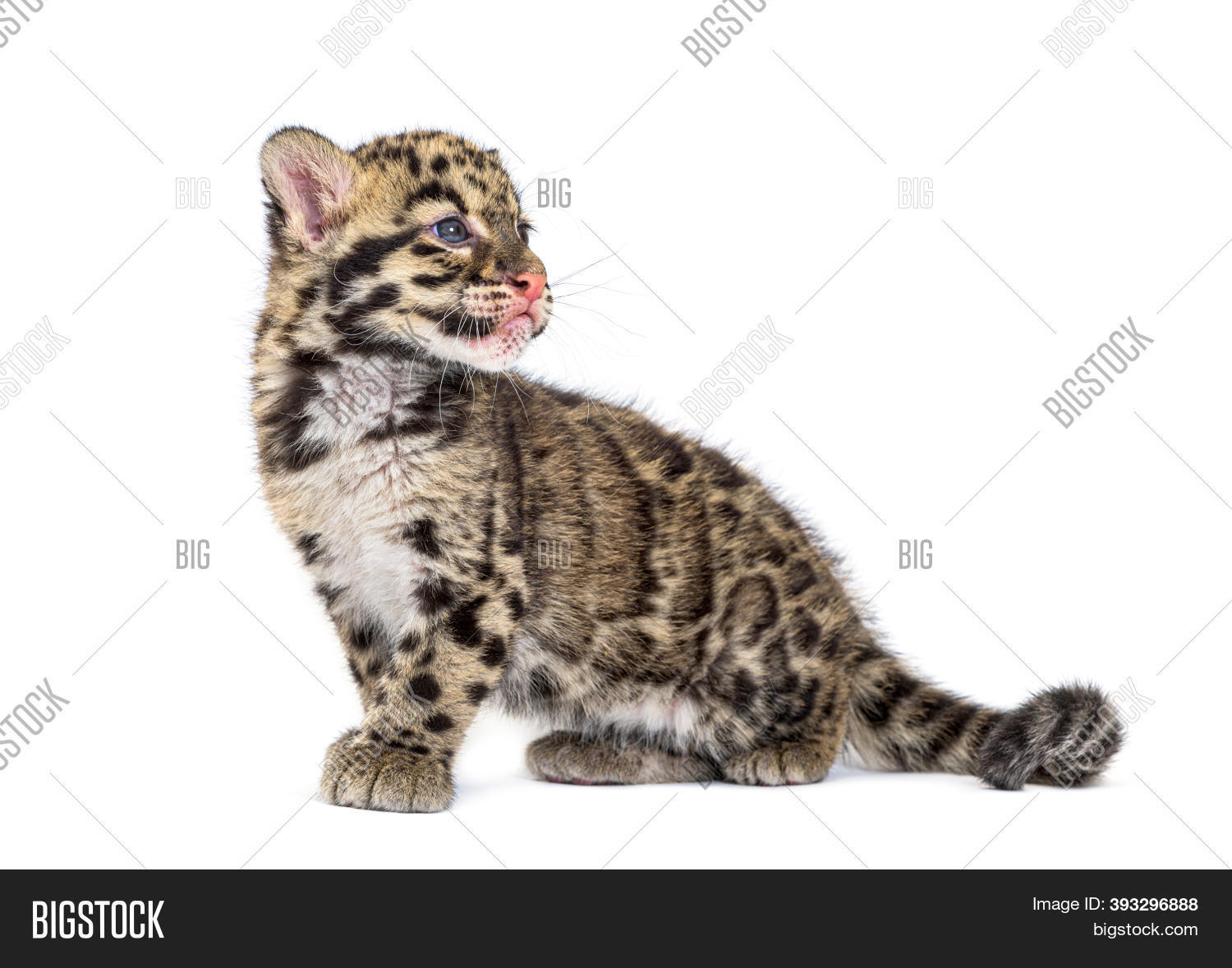 Clouded Leopard Cub, Image & Photo (Free Trial) | Bigstock