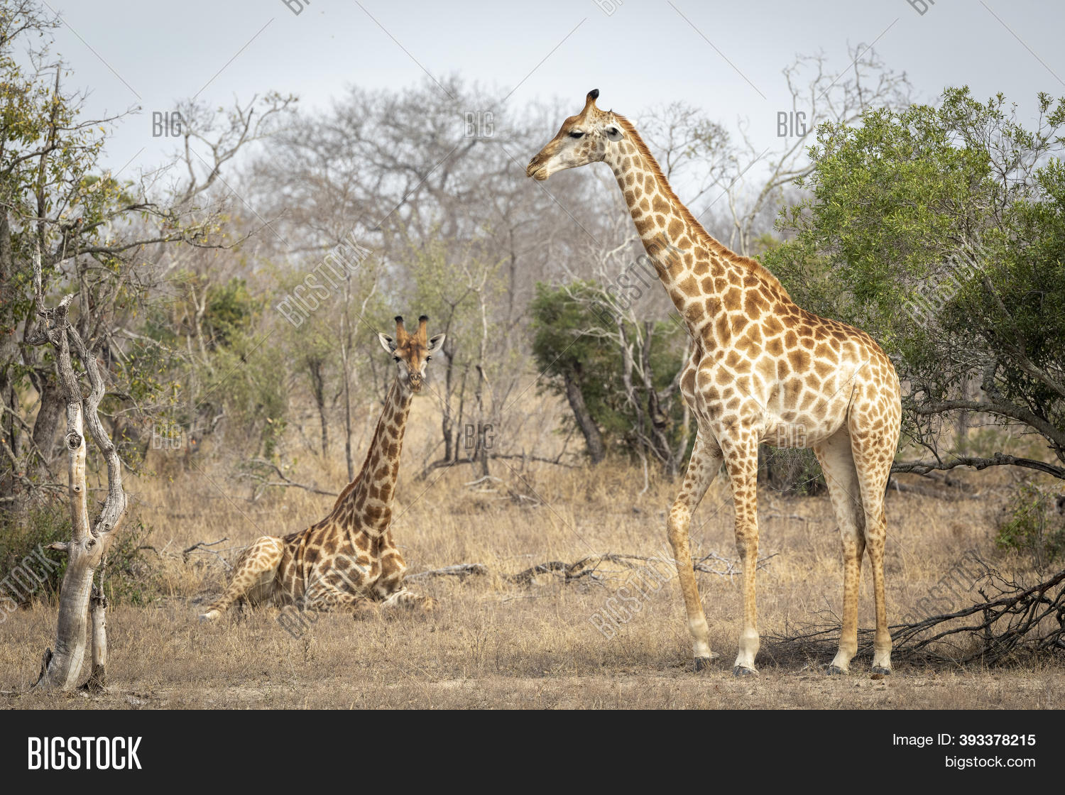 Female Giraffe Image & Photo (Free Trial) | Bigstock
