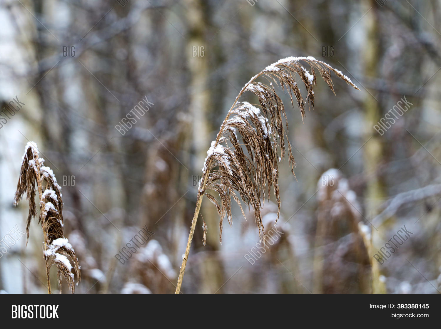 Yellowed Dry Plant Image & Photo (Free Trial) | Bigstock