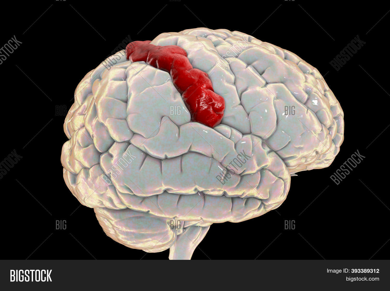 Human Brain Image & Photo (Free Trial) | Bigstock