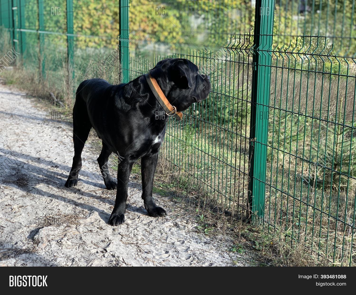 Cane Corso Purebred Image & Photo (Free Trial) | Bigstock