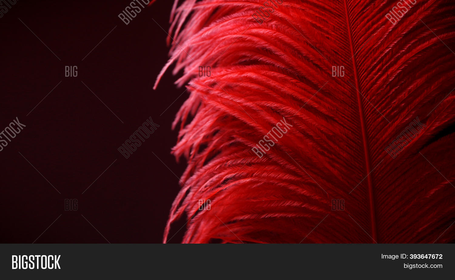 Red Feather On Black Image & Photo (Free Trial) | Bigstock