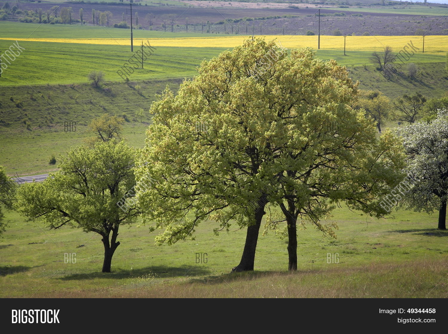 Trees On Field Early Image & Photo (Free Trial) | Bigstock