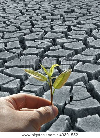 Hand Taking Seedling Image & Photo (Free Trial) | Bigstock
