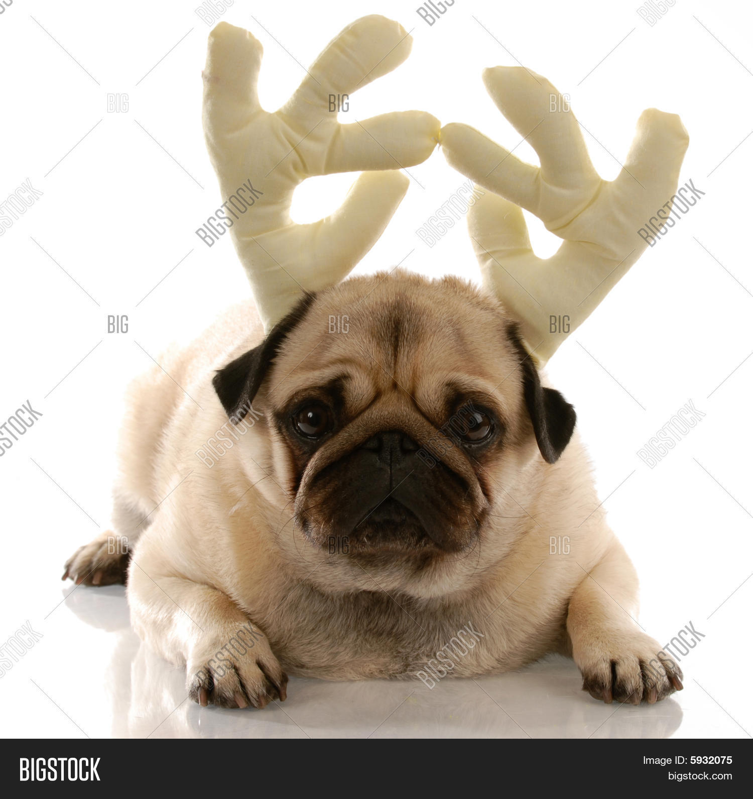 Pug Dressed Reindeer Image & Photo (Free Trial) | Bigstock