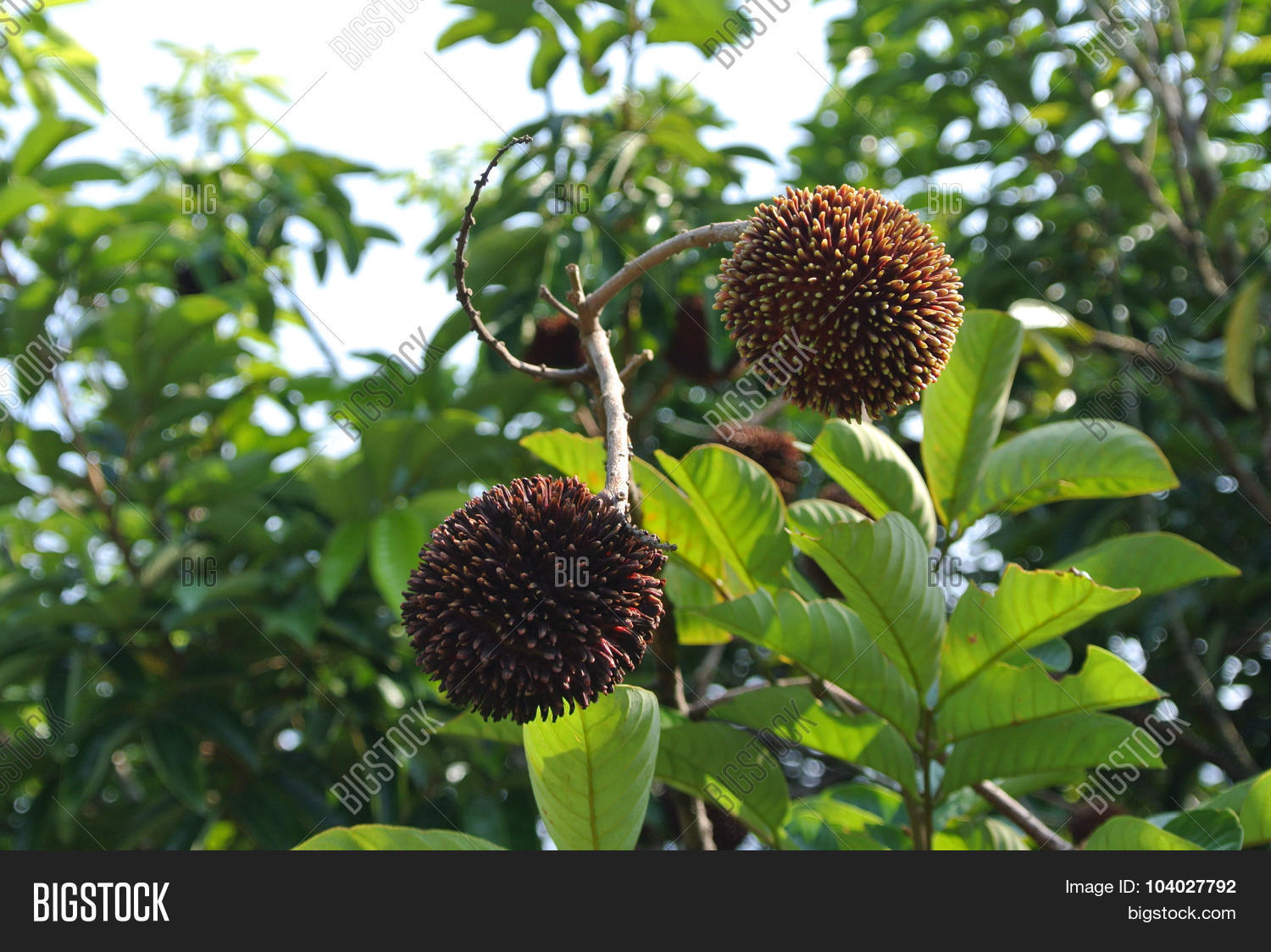 Tropical Fruit Pulasan Image & Photo (Free Trial) | Bigstock