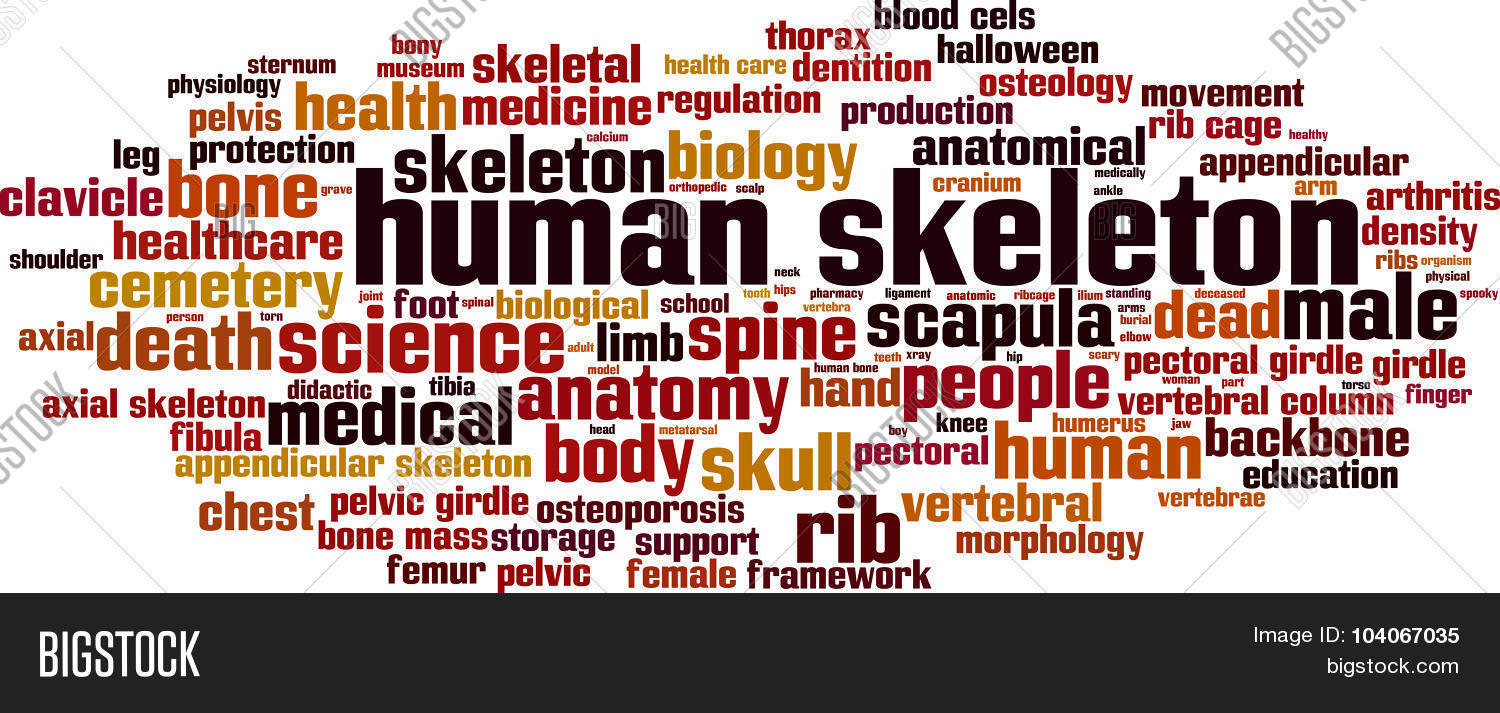 Human Skeleton Word Vector & Photo (Free Trial) | Bigstock
