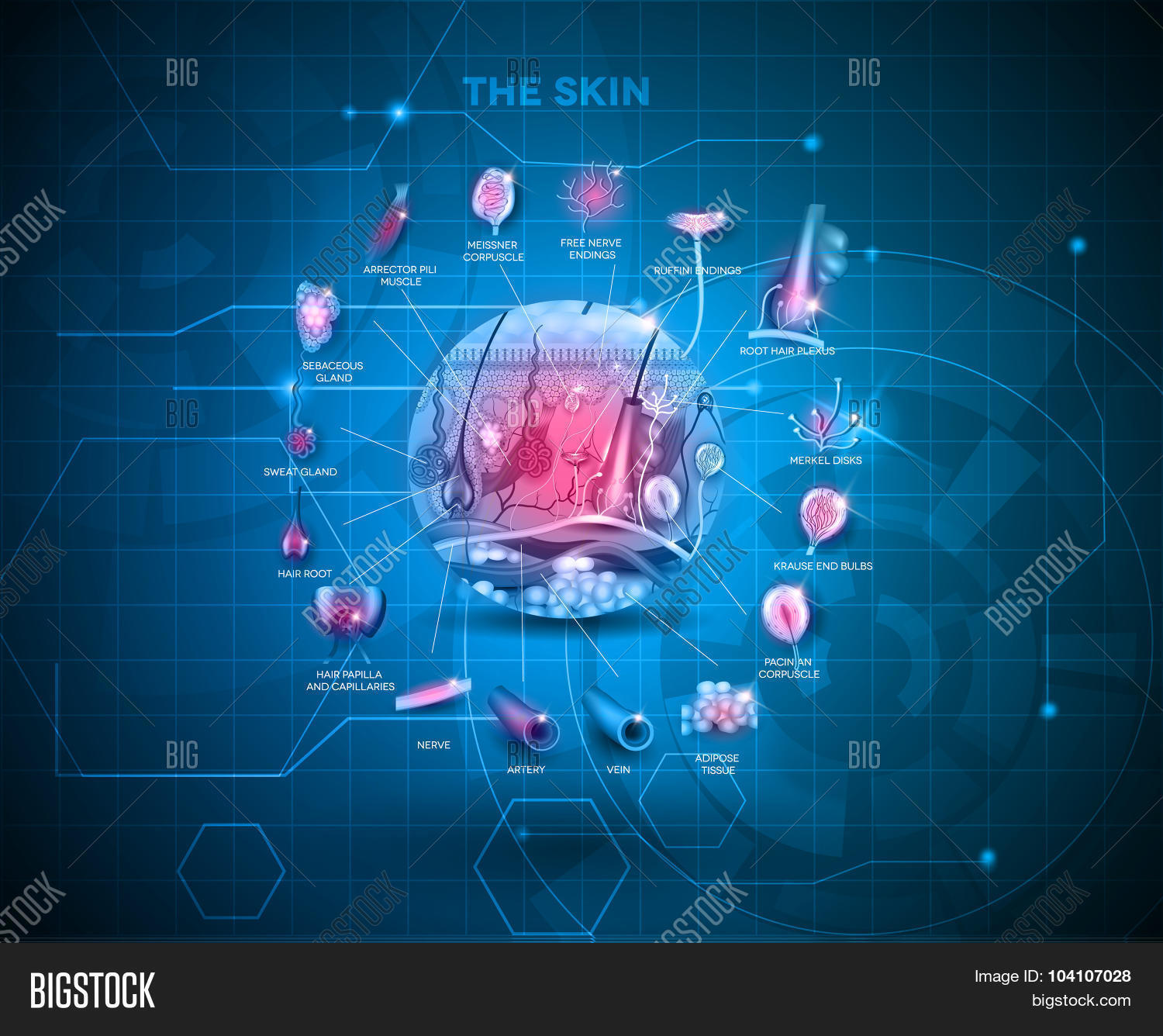 Skin Anatomy Vector & Photo (Free Trial) | Bigstock