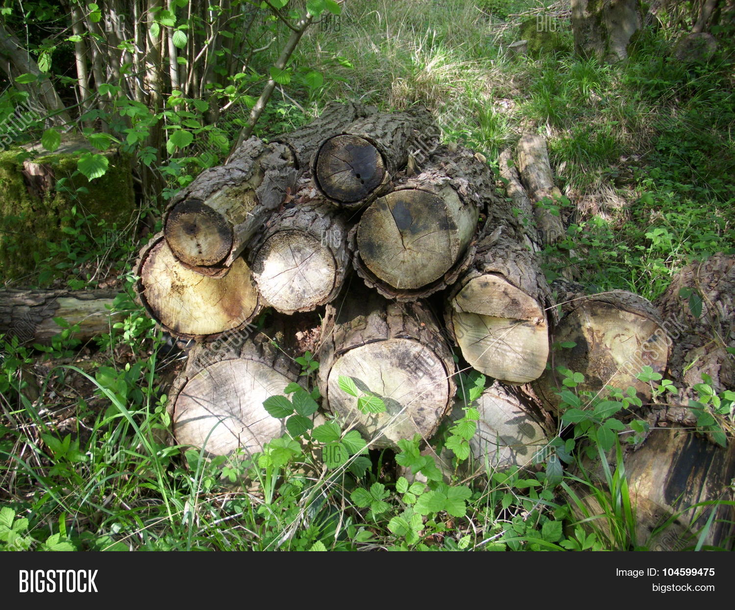 Log Pile Wildlife Image & Photo (Free Trial) | Bigstock