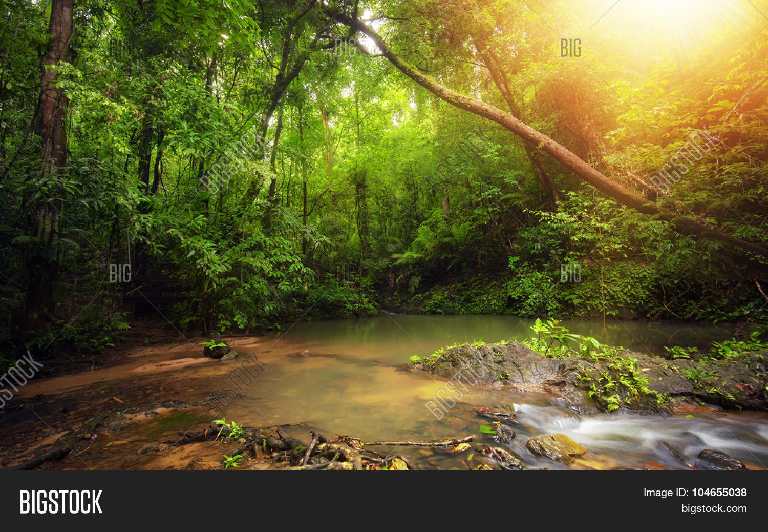 Inside Rainforest Image & Photo (Free Trial) | Bigstock