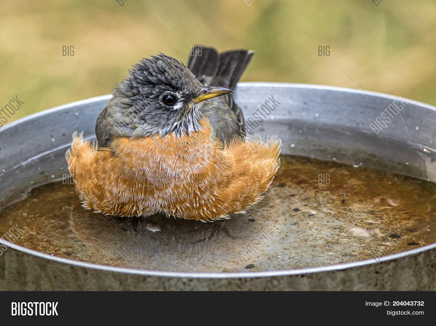 Robin Wades Bird Bath Image & Photo (Free Trial) | Bigstock