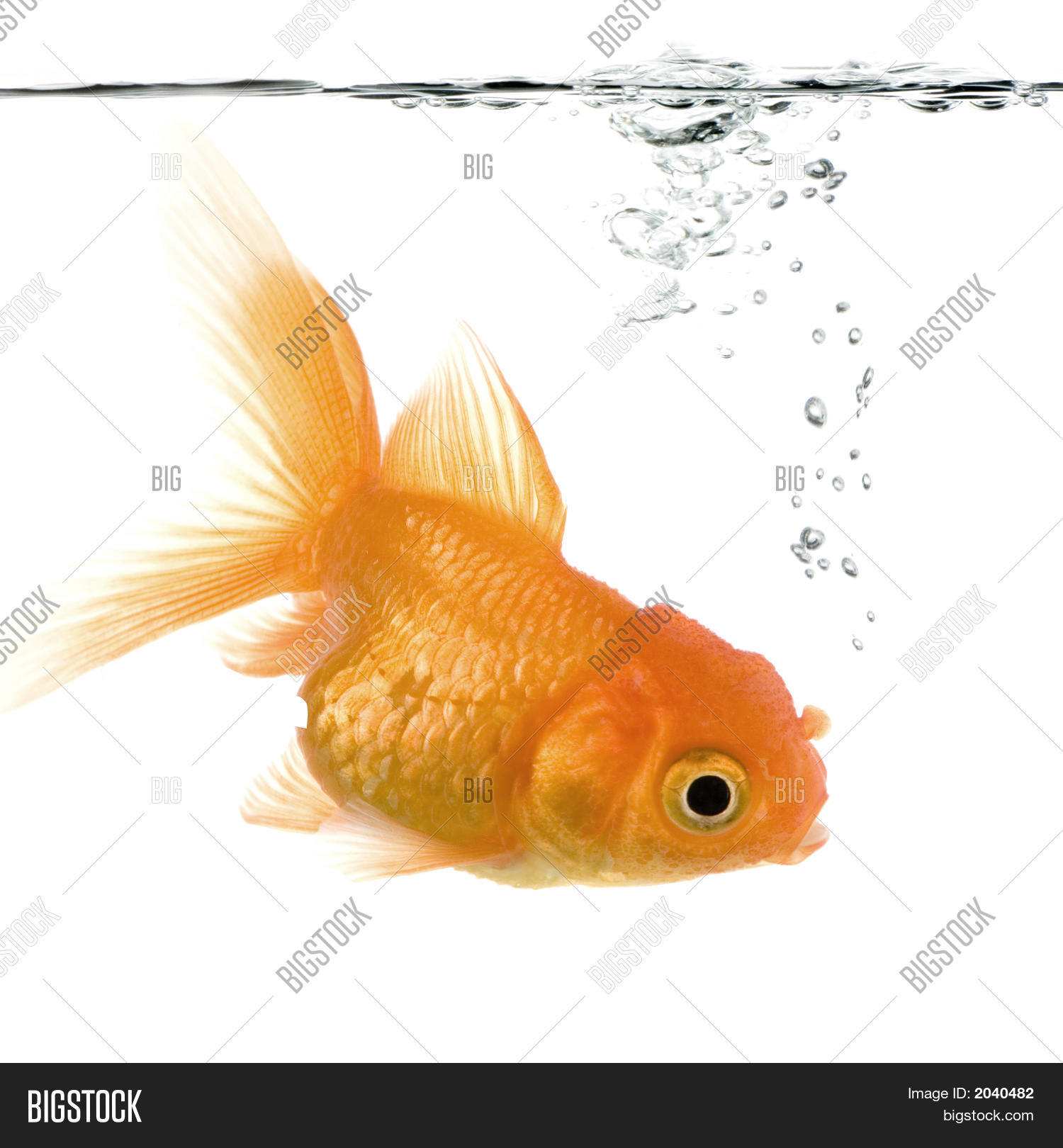 Goldfish Image & Photo (Free Trial) | Bigstock