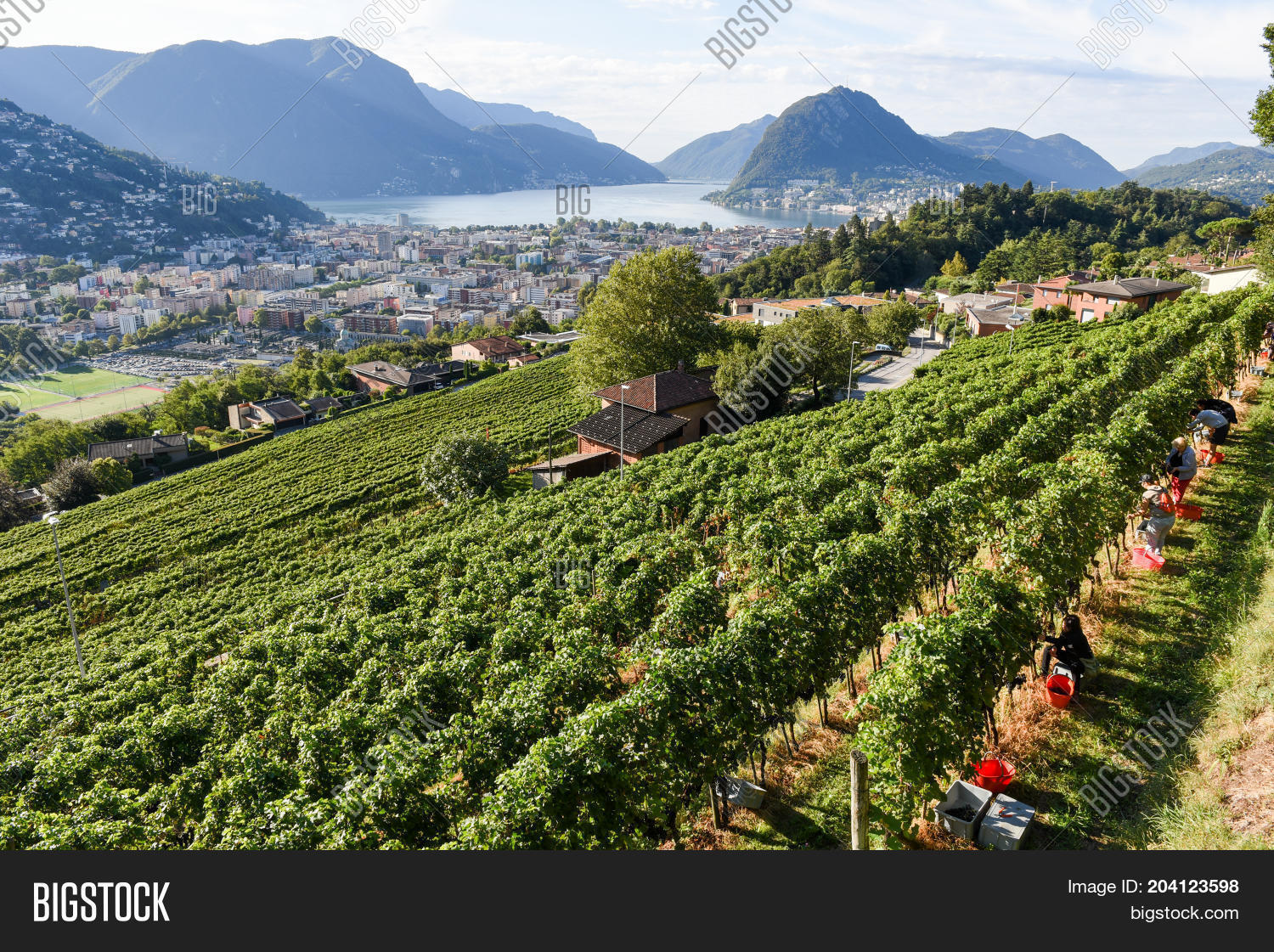 Vineyard Porza Near Image & Photo (Free Trial) | Bigstock