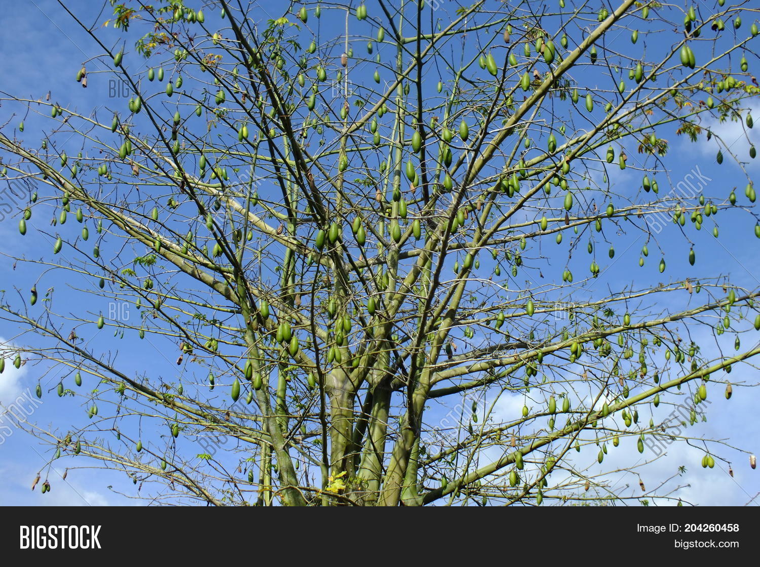 Kapok Tree (ceiba Image & Photo (Free Trial) | Bigstock