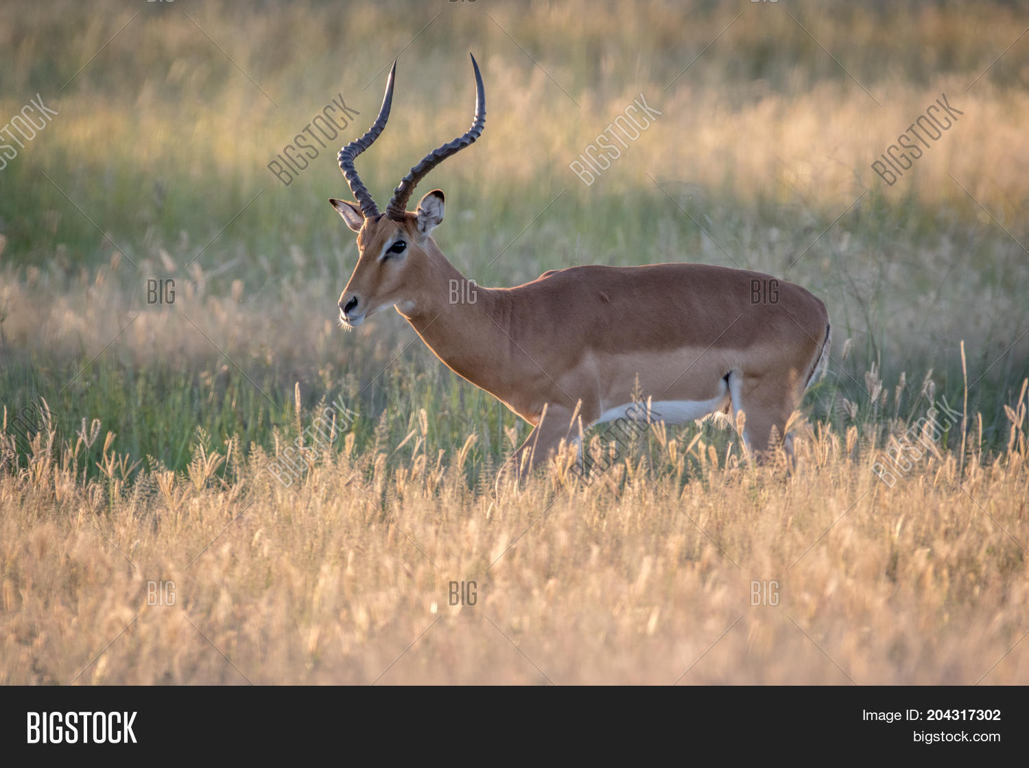 Side Profile Impala Image & Photo (Free Trial) | Bigstock
