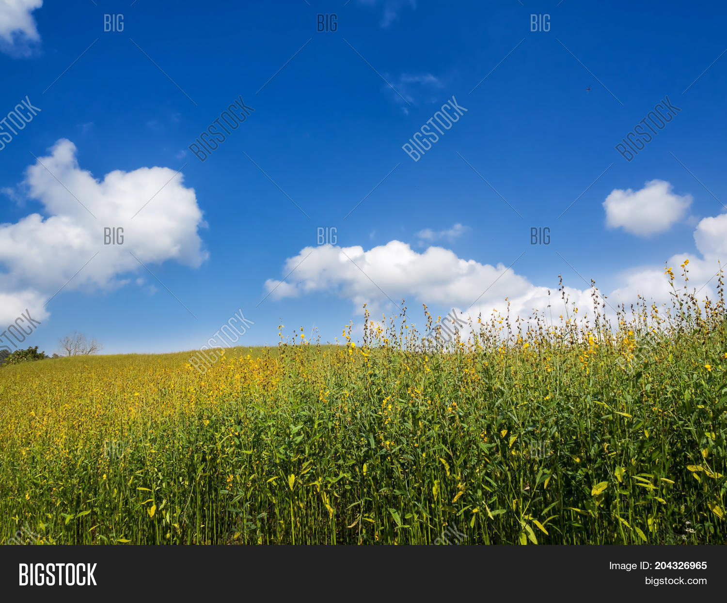 Growing Sunn Hemp Image & Photo (Free Trial) | Bigstock