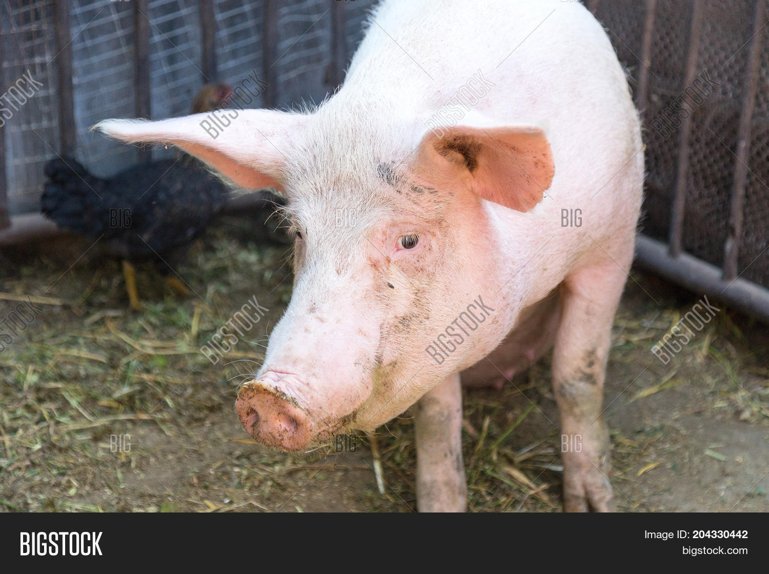 Household Small Pig Image & Photo (Free Trial) | Bigstock