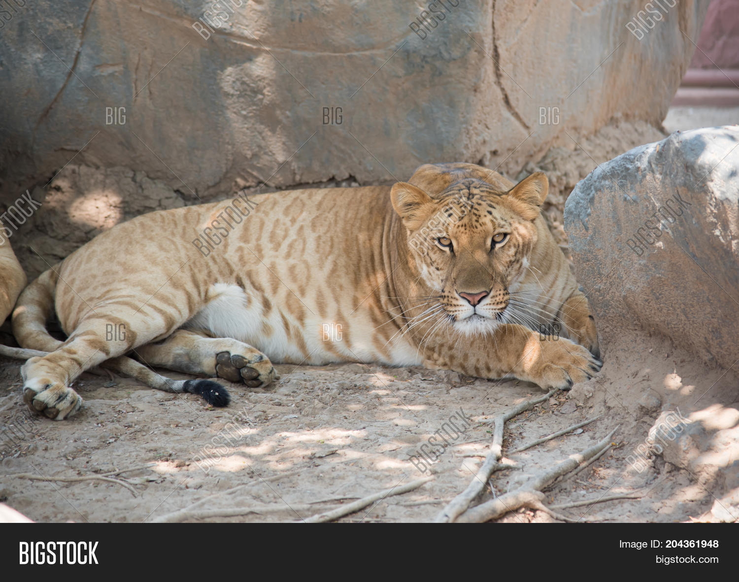 Image Liger On Nature Image & Photo (Free Trial) | Bigstock
