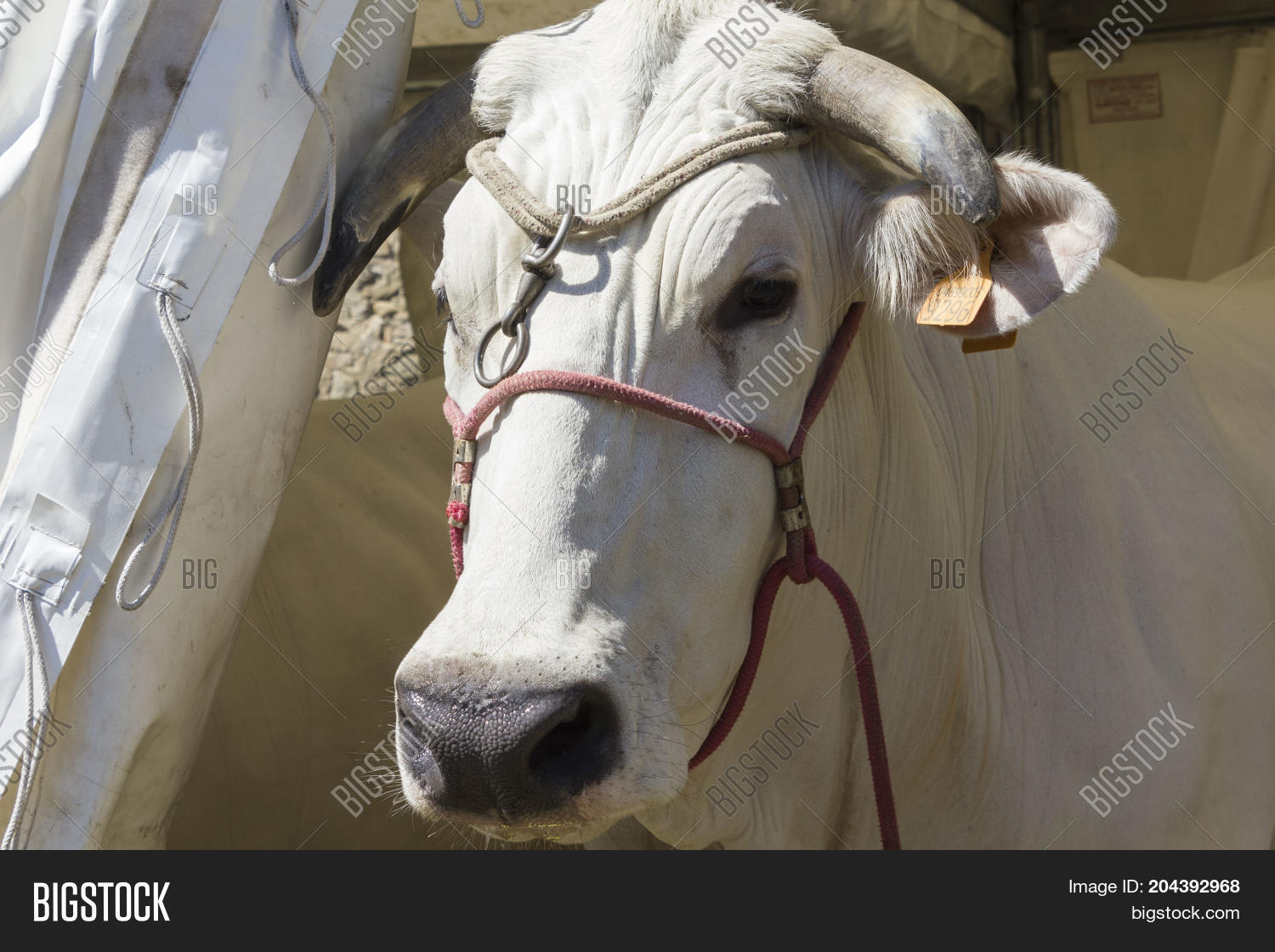 LASTRA SIGNA, ITALY - Image & Photo (Free Trial) | Bigstock