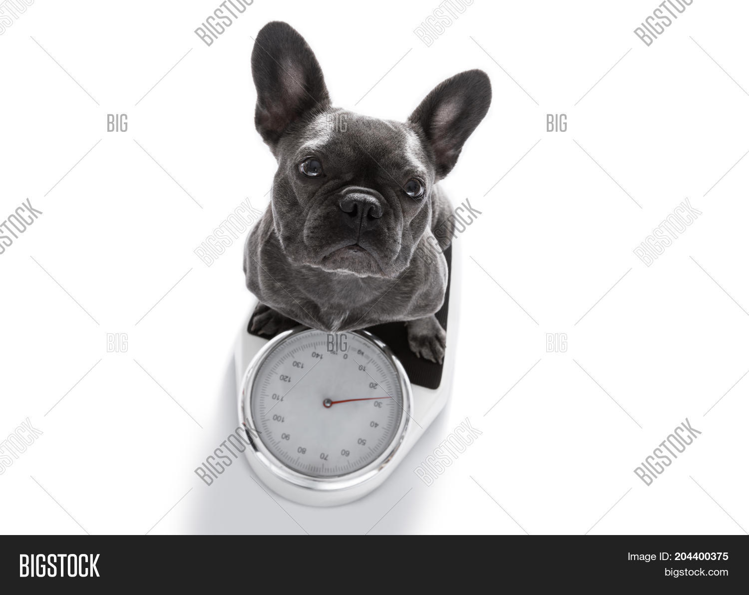 Dog On Scale , Image & Photo (Free Trial) | Bigstock